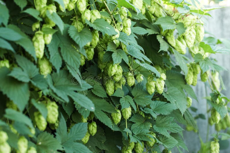 Green hops stock photo. Image of background, field, fruit - 59729832