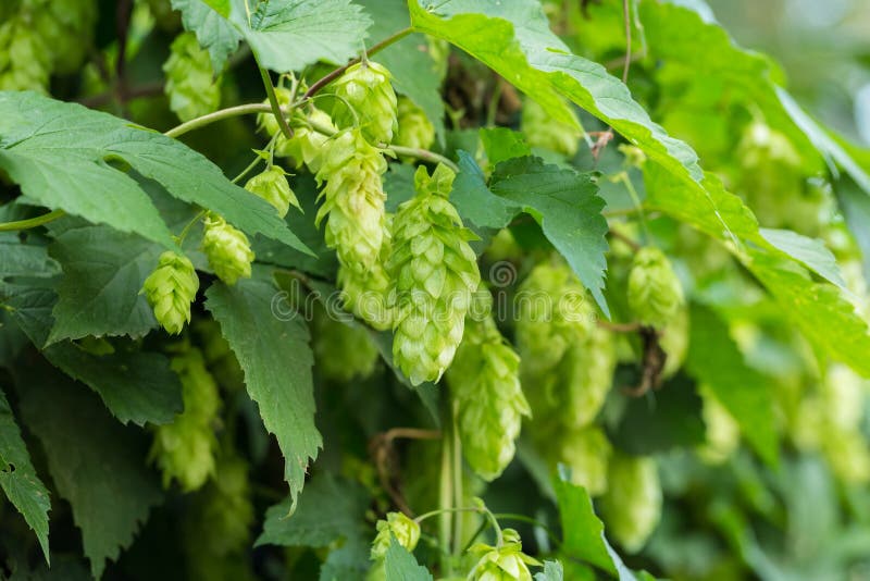 Green hops stock image. Image of ferment, autumn, bitter - 72242583