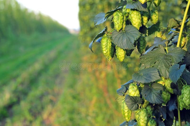 Green hops - close up stock photo. Image of bines, branch - 76672118