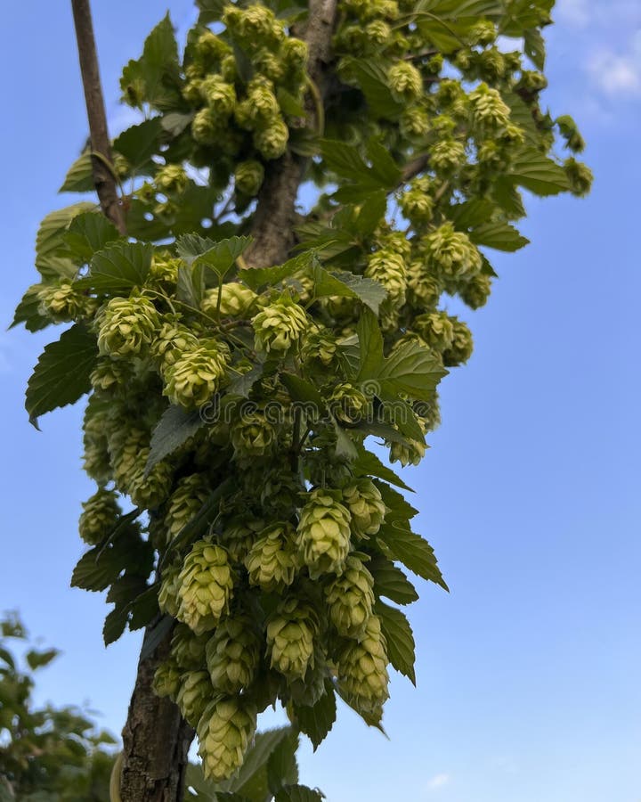 Green hops stock photo. Image of produce, garden, yellow - 337142236