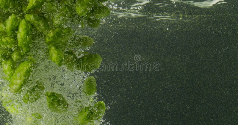 Green Hops Falling into Water Stock Footage - Video of green, hops ...