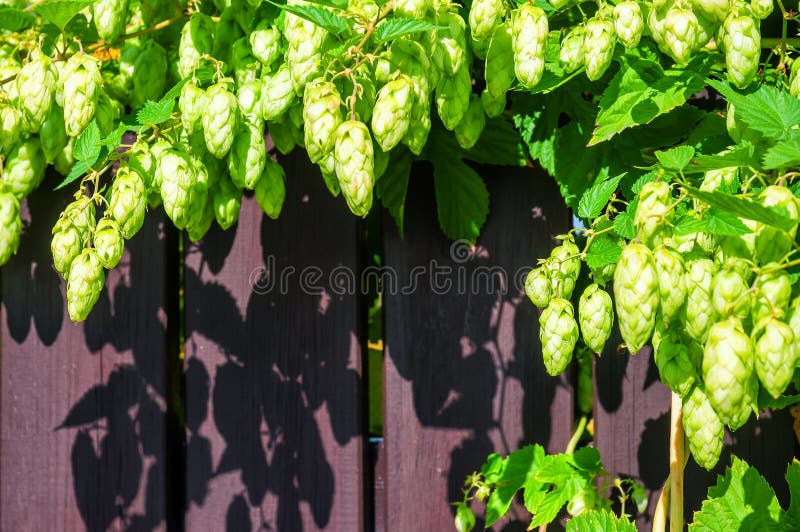 Green hops on the fence stock image. Image of harvesting - 104120967