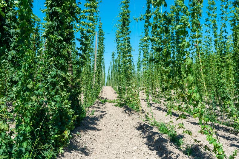 Green Hops Field in Summer Day Blue Sky Stock Image - Image of harvest ...