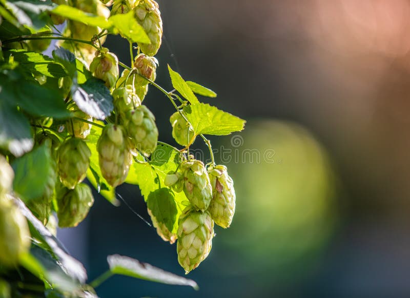 Green Hops in the Garden in the Morning Light with Beautiful Bokeh ...