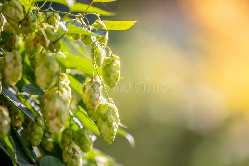 Green Hops in the Garden in the Morning Light with Beautiful Bokeh ...
