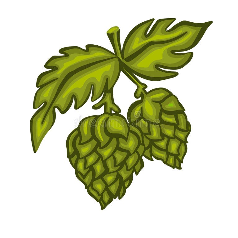 Green Hops, Hand Drawn Vector Illustration Stock Vector - Illustration ...