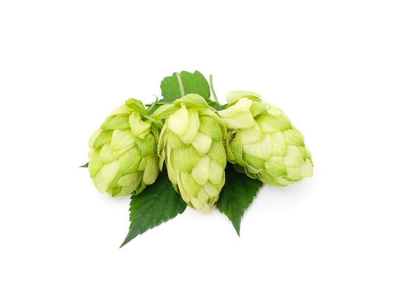 Green hops with leaves. stock image. Image of growth - 127455077