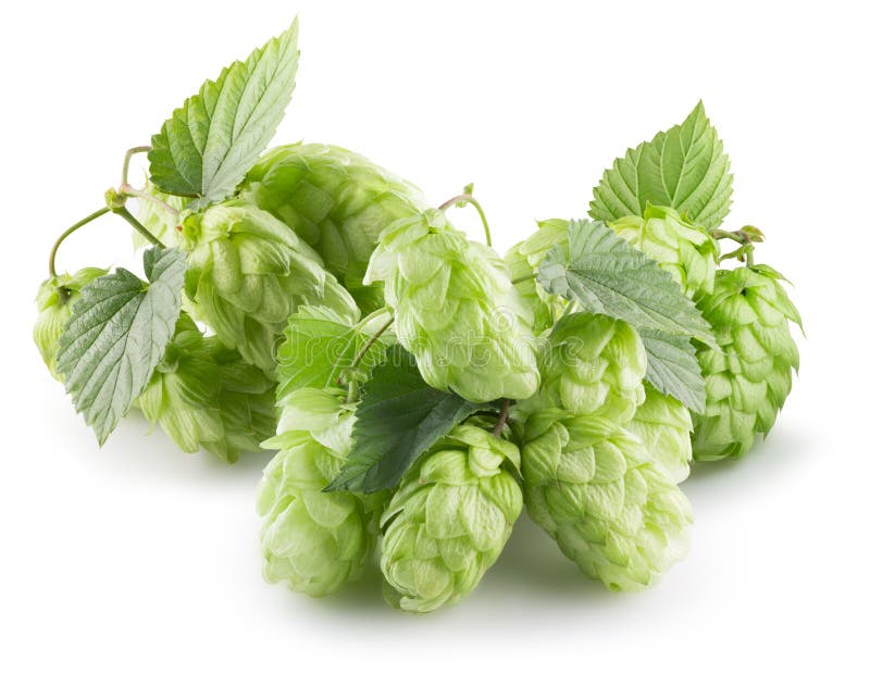 12,996 Hops Background Stock Photos - Free & Royalty-Free Stock Photos ...