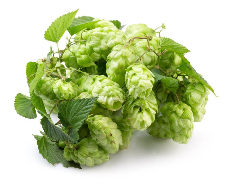 Green Hops Isolated on a White Background Stock Image - Image of hops ...