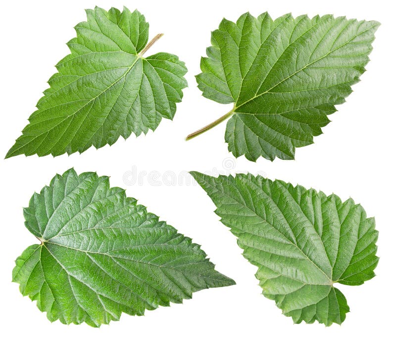 Green Hops Leaves Isolated on a White Background Stock Image - Image of ...