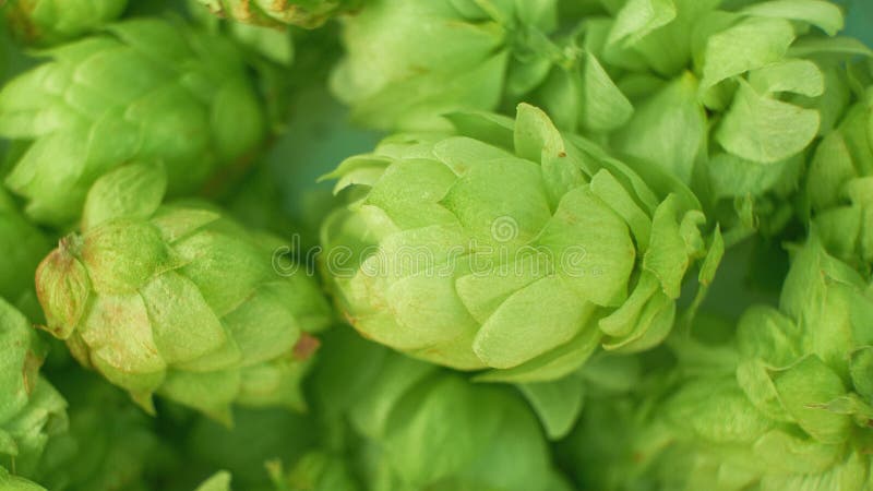 Green Hops. Shallow Depth of Field. Stock Image - Image of bitter ...