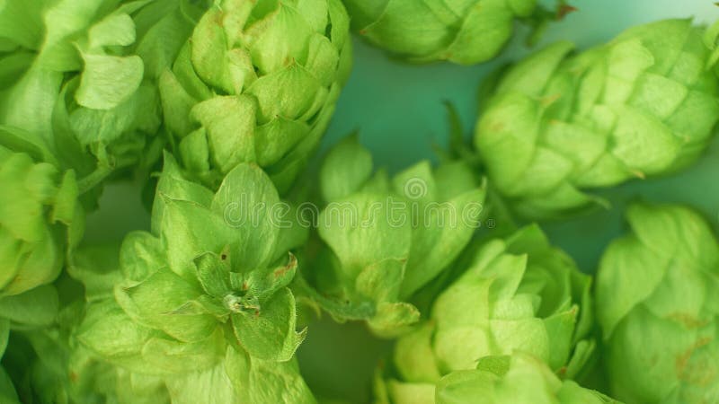Green Hops. Shallow Depth of Field. Stock Photo - Image of brew ...