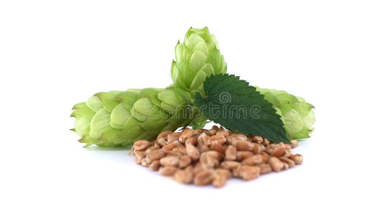 Green Hops and Wheat Grains on White Background Representing Essential ...