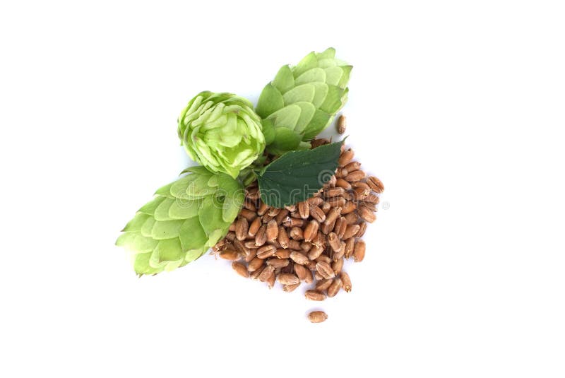 Green Hops and Wheat Grains on White Background Representing Essential ...