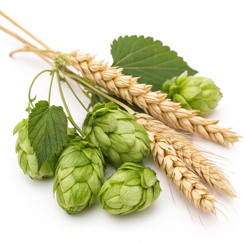 Green Hops with Wheat Isolated on White Background Stock Illustration ...