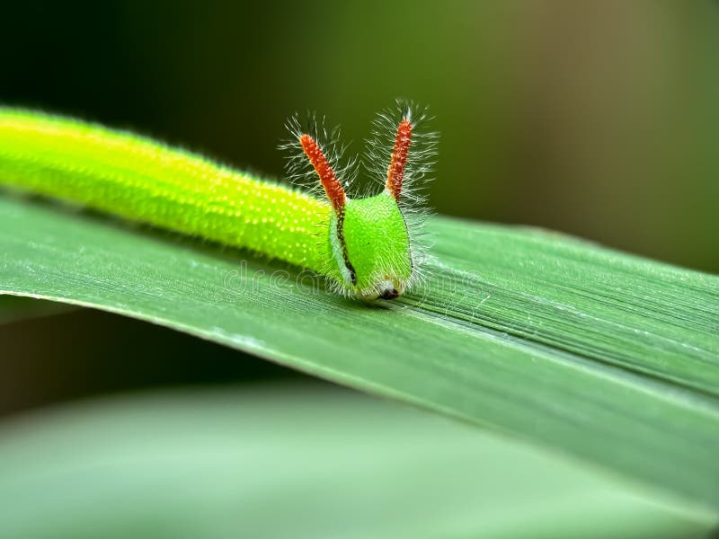 Green Horn Caterpillar Melanitis Leda Stock Photo - Image of leaf ...