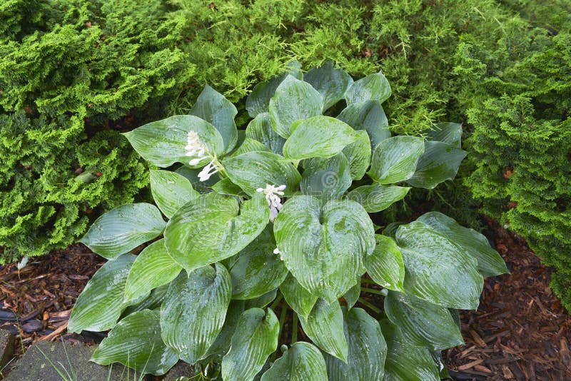 Green hosta in garden. stock photo. Image of grow, growing - 95145624