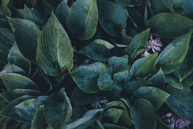 Green Hosta Leaves stock image. Image of greenery, spring - 101926807