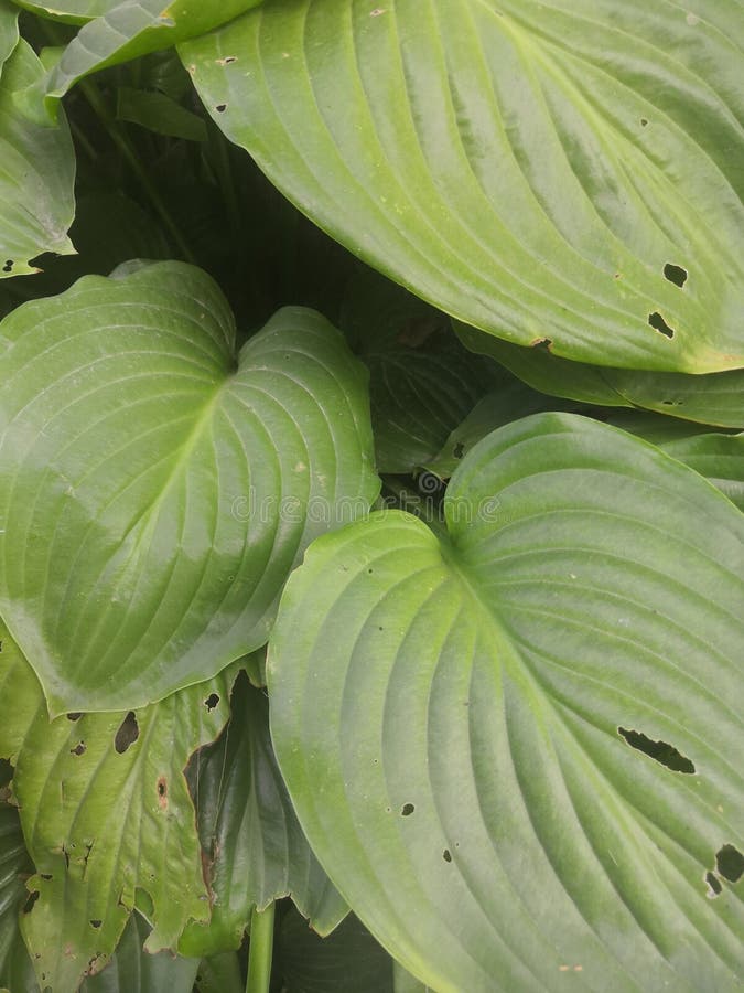 Green Hosta Macro Background in Tropical Forest Plants Stock Image ...