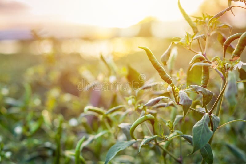 Green Hot Chilli. Field of Chilli Tree in Sunset Time Stock Image ...
