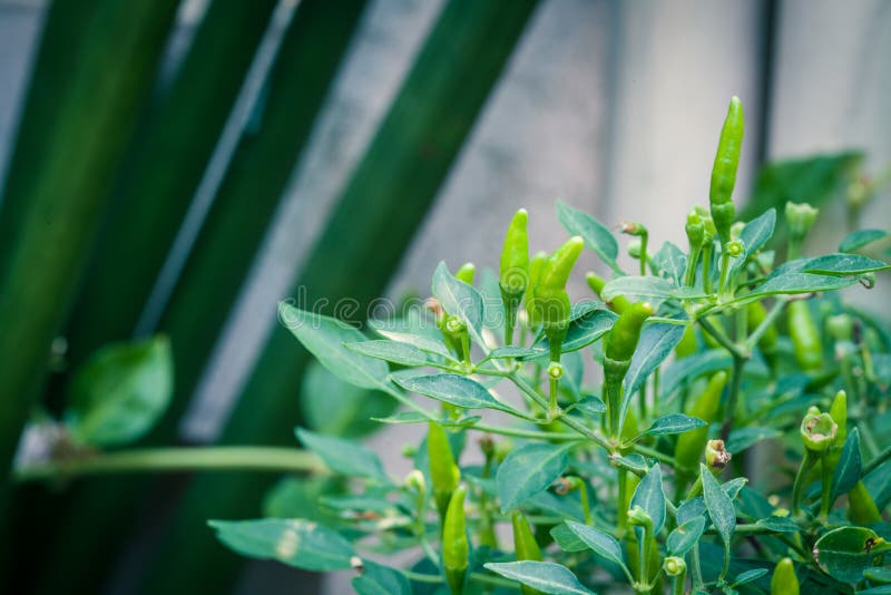 Green hot chilli tree stock photo. Image of chillis, chilli - 89730236
