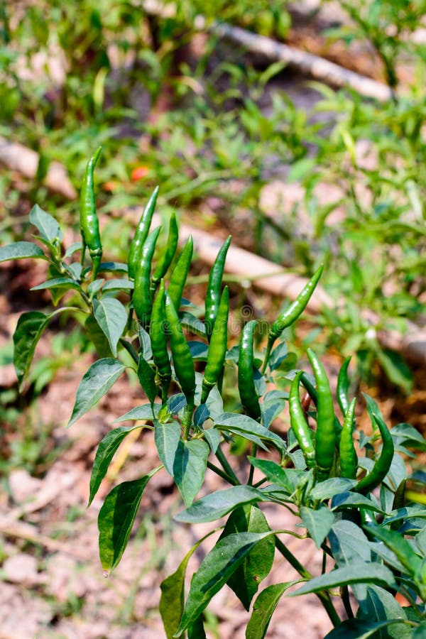 Green Hot Chilli on the Tree in Garden Stock Photo - Image of spice ...