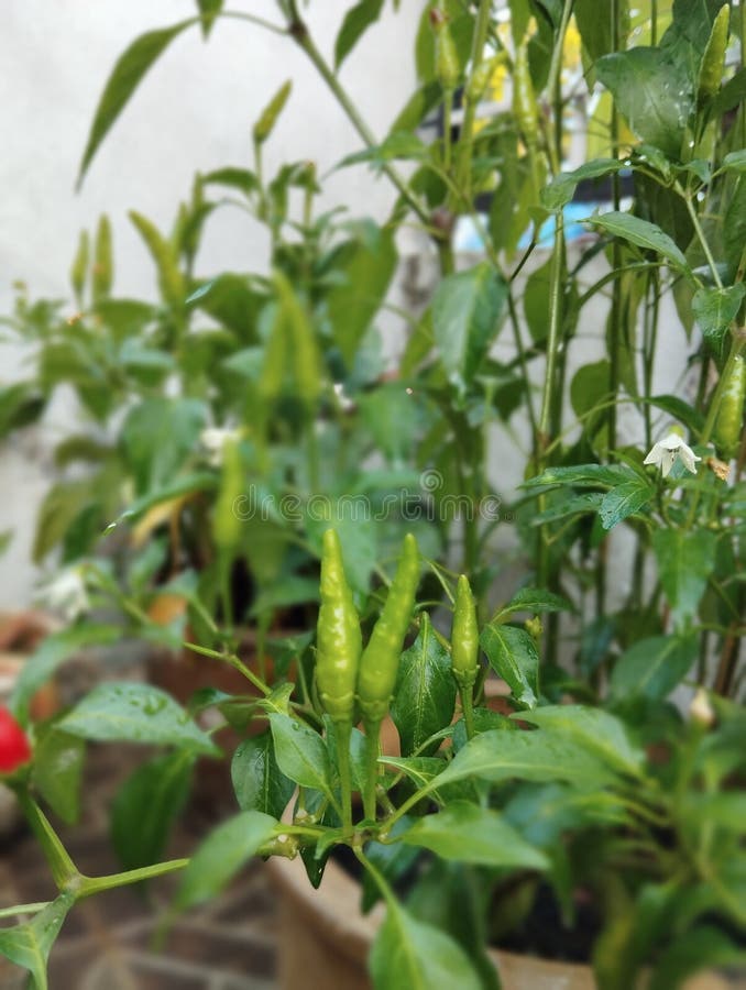 Green Hot and Spicy Cili Padi Stock Image - Image of padi, green: 278898715