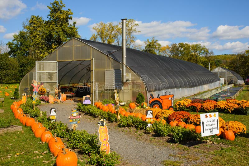 Green house stock image. Image of mums, harvest, pumpkin - 35134243