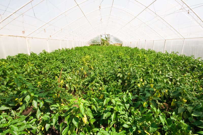 Green House with Pepper Plantation Stock Photo - Image of fruit ...