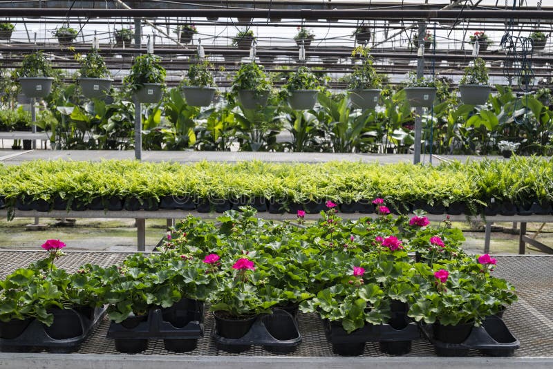 Green house store stock image. Image of background, icon - 276045525