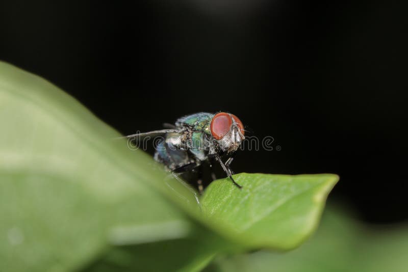 A Green Housefly on a leaf stock photo. Image of plant - 239855826