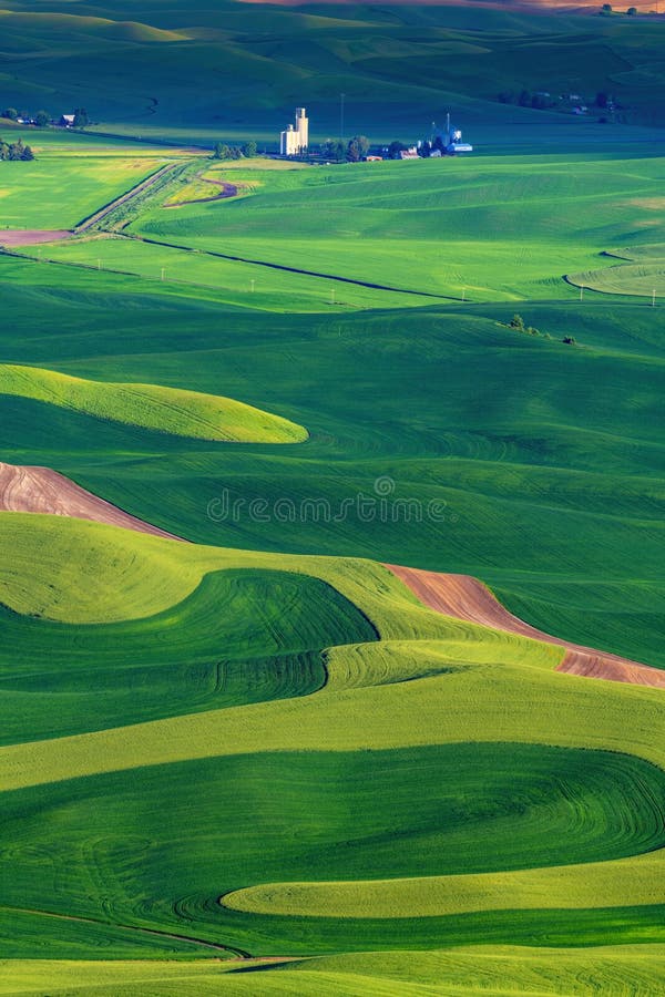 Green Hues of the Wheat Fields of the Palouse Stock Photo - Image of ...
