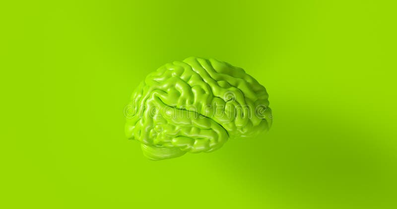 Green Human Brain Anatomical Model Stock Illustration - Illustration of ... Green Human Brain Anatomical Model Stock Illustration - Illustration of ...