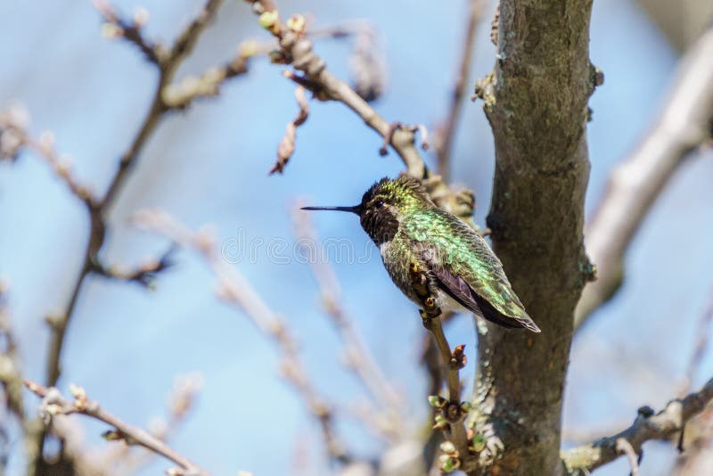 Green Hummingbird Bird on the Branch with Blury Background Stock Image ...