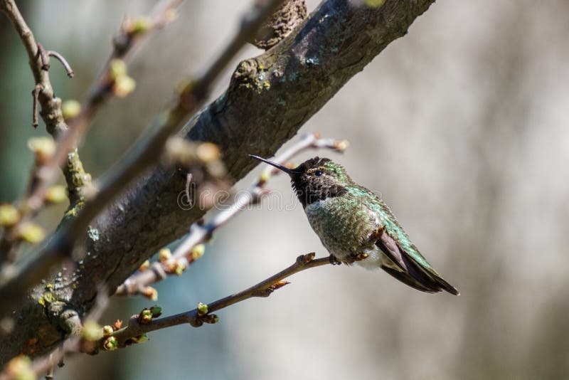 Green Hummingbird Bird on the Branch with Blury Background Stock Photo ...