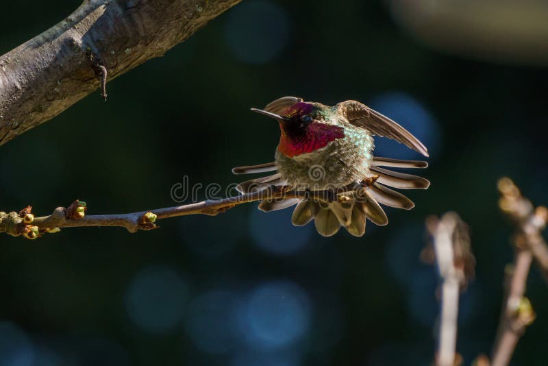 Green Hummingbird Bird on the Branch with Blury Background Stock Photo ...