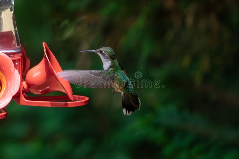 Green Hummingbird in Flight Next To a Feeder. Stock Image - Image of ...
