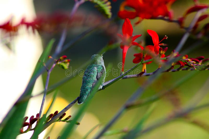 Can You Find the Green Anna S Hummingbird Stock Photo - Image of ...