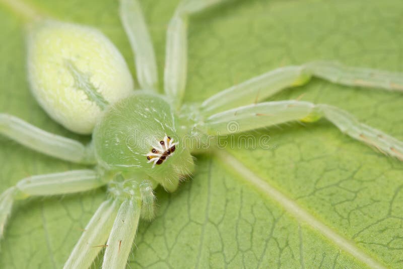 Green Huntsman Spider Gnathopalystes Sp Stock Photo - Image of green ...