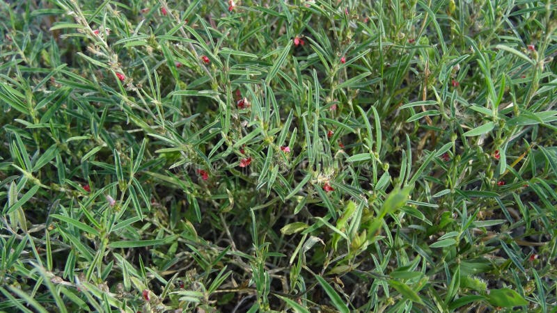 Green hurbs and shrubs stock photo. Image of branch - 198427744