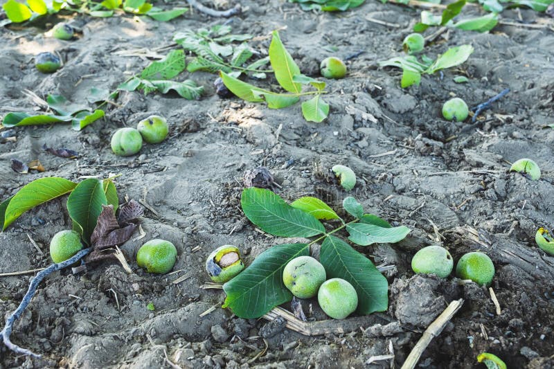 The Green-husked Walnuts Falling from the Tree during the Harvest Stock ...