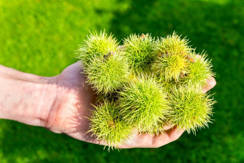 Green Husks of Sweet Chestnut Tree on Hand Stock Photo - Image of ...