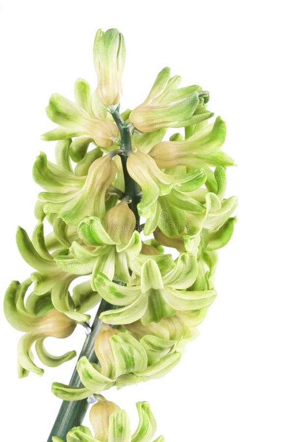 Green Hyacinth Bean Seim is Flowering Stock Photo - Image of closeup ...