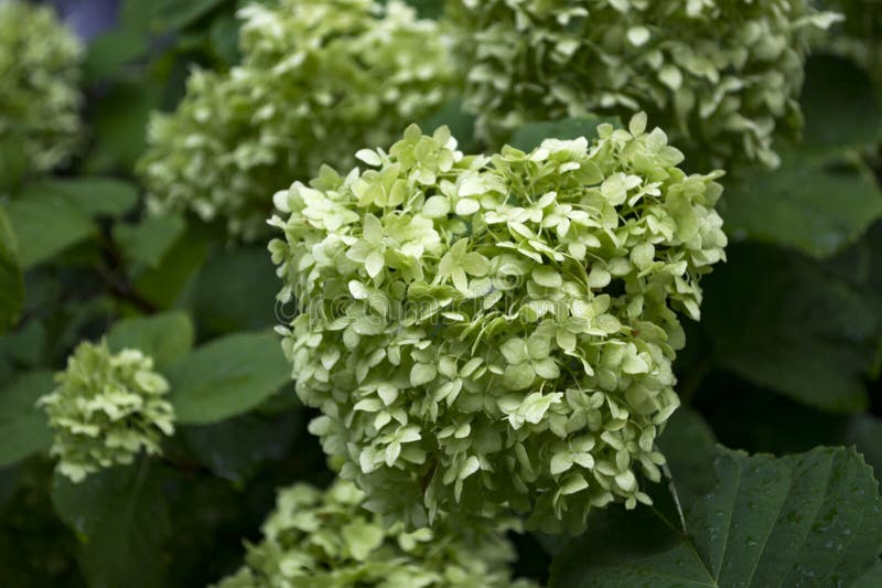 Green hydrangea blooming. stock photo. Image of shrub - 324012358