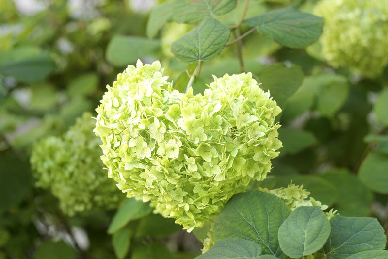Green Hydrangea Blossom Heart, Hydrangea Flowers Heart Stock Photo ...