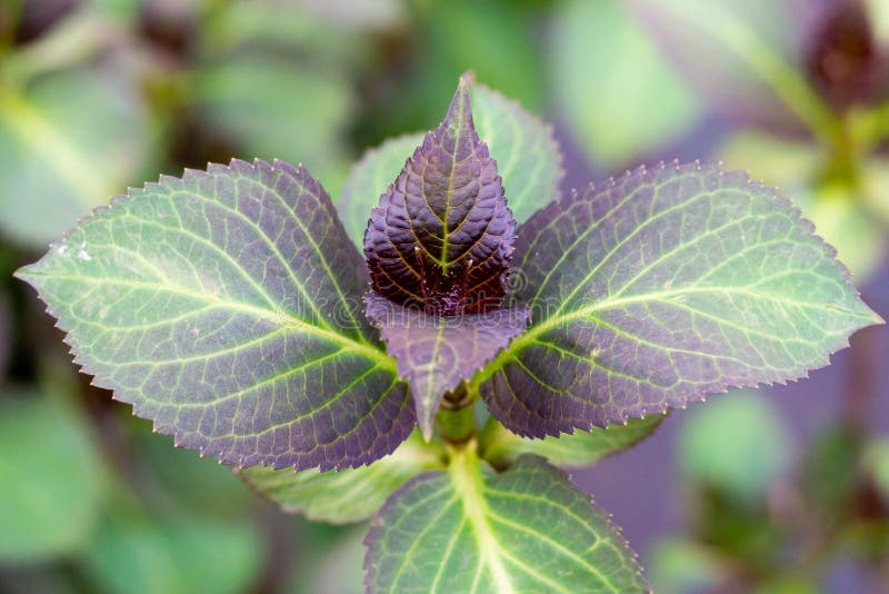 Green Hydrangea Branches in Spring Stock Photo - Image of background ...
