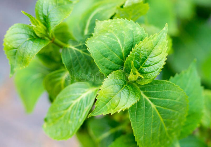 Green Hydrangea Branches in Spring Stock Image - Image of garden ...
