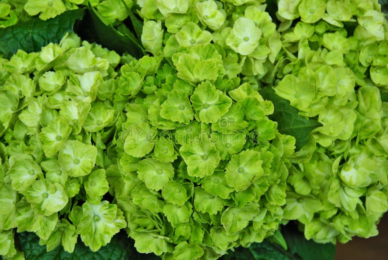 Green Hydrangea Flower on the Bush in My Backyard Garden Stock Image ...
