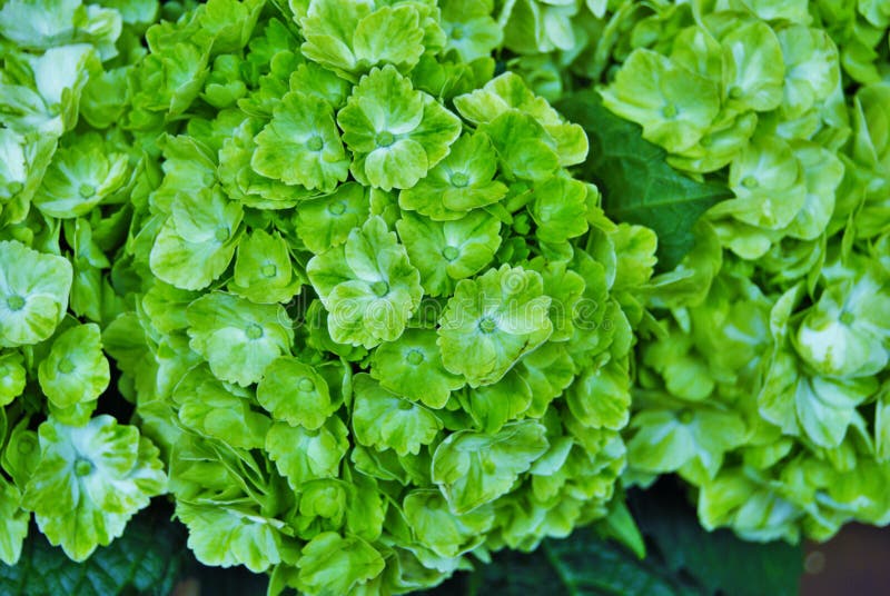 Green Hydrangea Flower on the Bush in My Backyard Garden Stock Photo ...