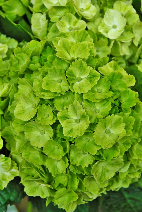 Green Hydrangea Flower on the Bush in My Backyard Garden Stock Photo ...